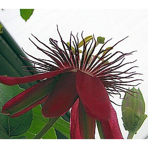 9GreenBox - Lady Margaret Passion Flower - 4" Pot Live Plant Ornament Decor for Home, Kitchen, Office, Table, Desk - Attracts Zen, Luck, Good Fortune - Non-GMO, Grown in The USA