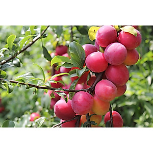 Wild Plum Tree Seeds for Planting - 10 Seeds of Prunus umbellata - Made in USA, Ships from Iowa - Popular Outdoor Tree or Bonsai