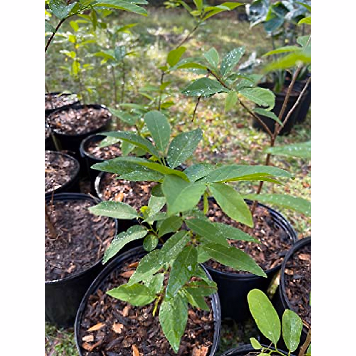1 Live Sugar Apple Plant, 18 to 20 inches Tall, Ship with no Pot
