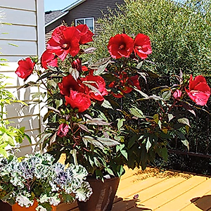 QAUZUY GARDEN 10 Red Swamp Hibiscus Seeds Scarlet Rosemallow Perennial Hardy Exotic Plant Bonsai Seeds Easy to Grow Low-Maintenance Attract Pollinators