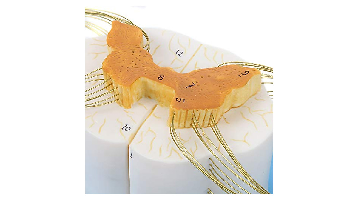 Axis Scientific Enlarged Spinal Cord Model - 8X Life Size Anatomy Guide