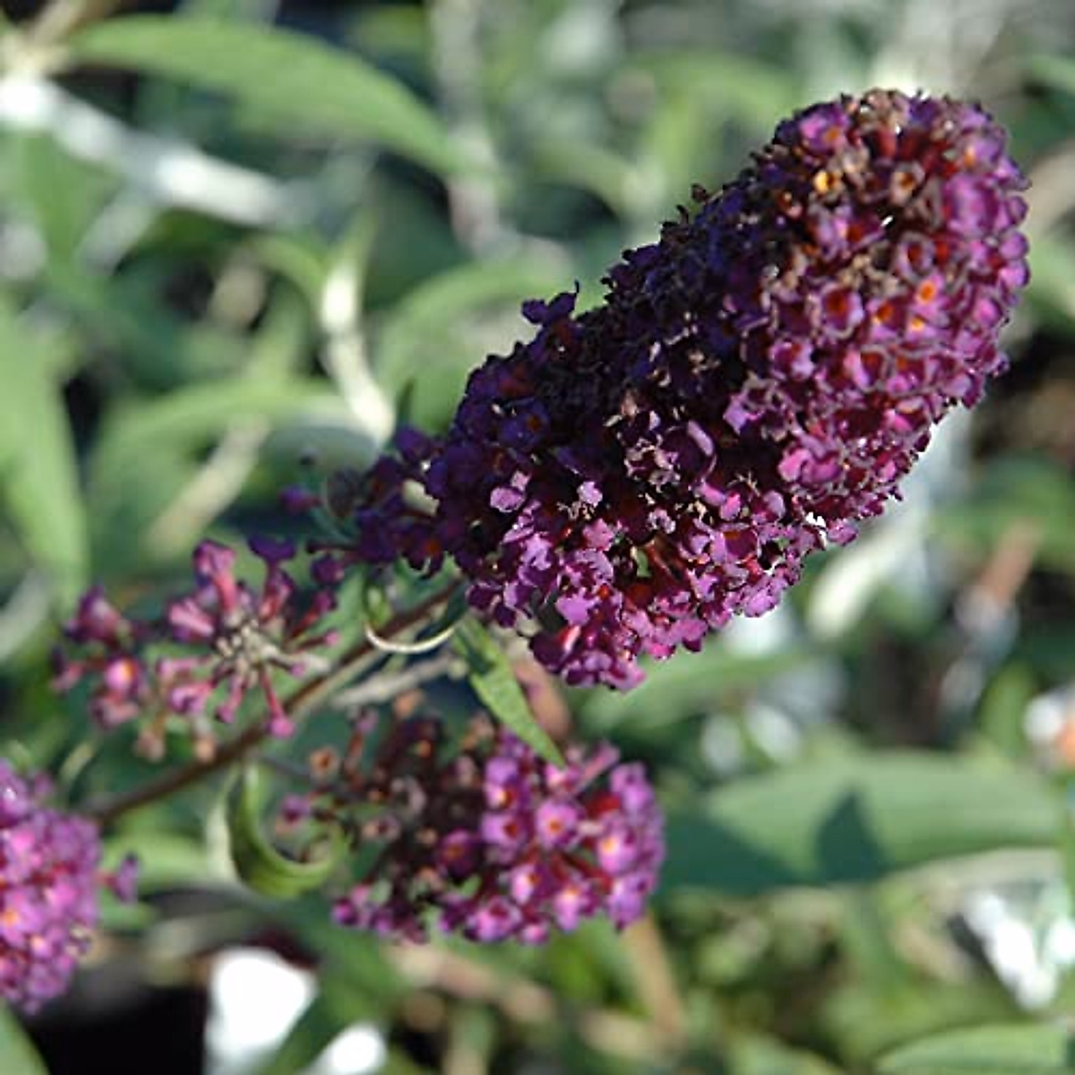 CHUXAY GARDEN 50 Seeds Buddleja Davidii 'Black Knight',Purple Butterfly Bush,Summer Lilac Fast-Growing Drought Tolerant Deciduous Shrub Great for Garden