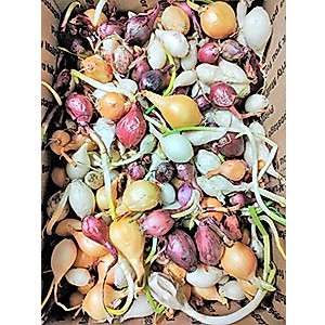 TomorrowSeeds - 3 Colors Mix Onion Sets (Starter Bulbs) Yellow, Red, White Sweet Onions Set for Planting Gardening Noon Day Neutral Vegetable Seed for 2023 - 1/2 Pound