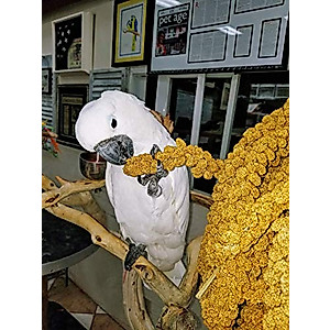 Birds LOVE Wholesome & Lovely Spray Millet GMO Free No Pesticide (No Stems Only Edible Tops) for Parrots Birds Cockatiel Lovebird Parakeet Finch Canary All Parrots Healthy Treat-1lb…