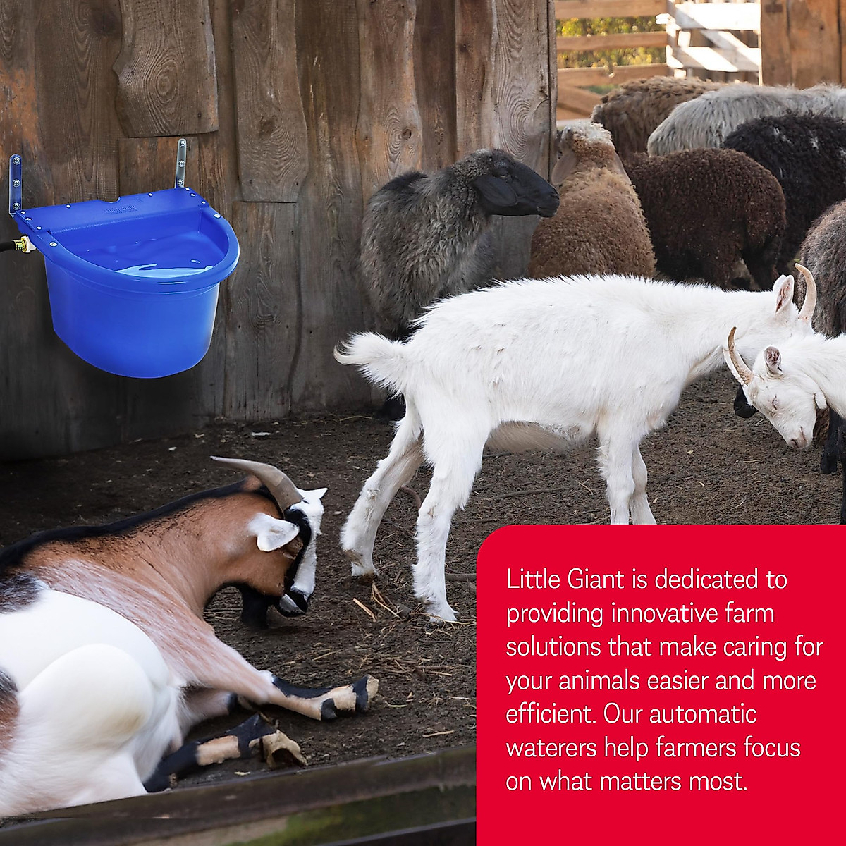 Little Giant FW16BLUE 4 Gal Auto Float Controlled Waterer Livestock (2 Pack)