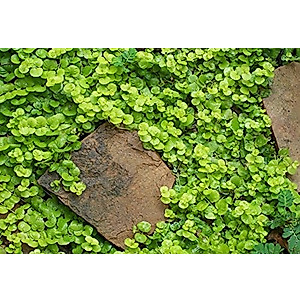 Greenpro Golden Creeping Jenny Lysimachia Nummularia Aurea Potted Live Aquarium Plants for Freshwater Fish Tank