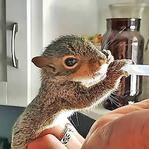 Wonder Nipple & Syringe Nursing Set - Small Animal Handfeeding Nursing Set - Great for Baby Squirrels, Rabbits, Racoons, Sugar Gliders, Hedgehogs, and Other Small Baby Mammals (Expanded)