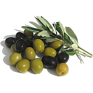 Arbequina Olive Tree - Beautiful Live Plant - 6 Inch Pot - Grow Your Own Olives Indoors - Olea Europaea