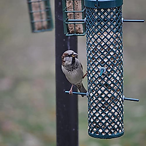 C&S Wild Bird Sunflower Suet Nuggets Mega Box, 8 Pounds