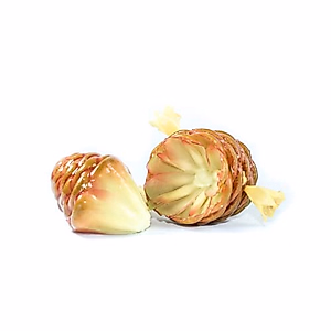 5 Zingiber Shampoo Ginger Seeds Pinecone Seeds Indoor Outdoor Ornaments Perennials Garden Growing Can Grow Well Pot