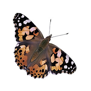 Insect Lore 5 Live Caterpillars Cup of Caterpillars Butterfly Kit Refill - Plus Butterfly Life Cycle Stages Toy Figurines - Shipped Now