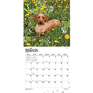 Dachshunds | 2023 12 x 24 Inch Monthly Square Wall Calendar | Foil Stamped Cover | BrownTrout | Animals Dog Breeds DogDays