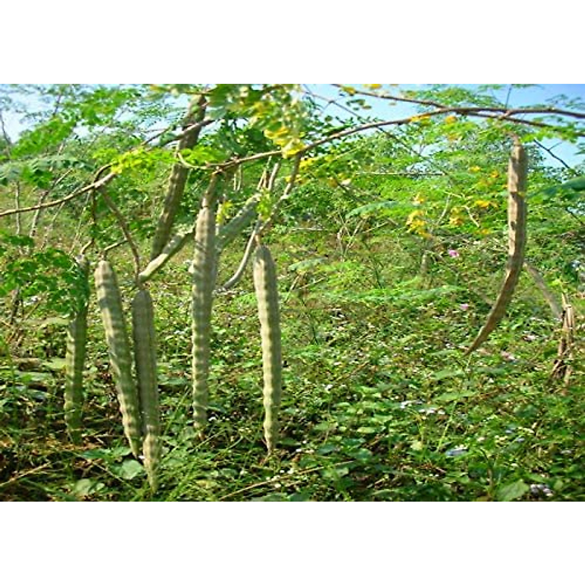 GreenCreator 25 Seeds of The Tree of Life - The Moringa Tree Easy to Grow, Fast Growing Tree