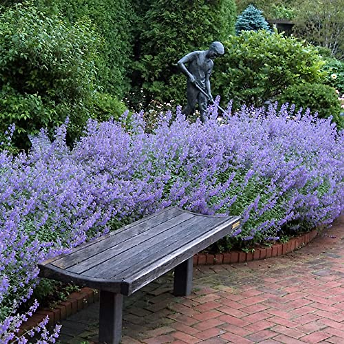 Catmint Seeds- 'Blue Wonder'-(Nepeta Mussinii)-Compact, Heat Tolerant,Perennial,Hardy,Excellent Groundcover! 25 Seeds-QAUZUY GARDEN