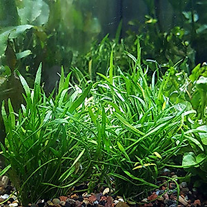 30+ Stems Package Starter Beginner Set Live Aquarium Plants Java Moss, Micro Sword, Rosette Amazon Sword, Anubias, Java Fern and More by Mainam
