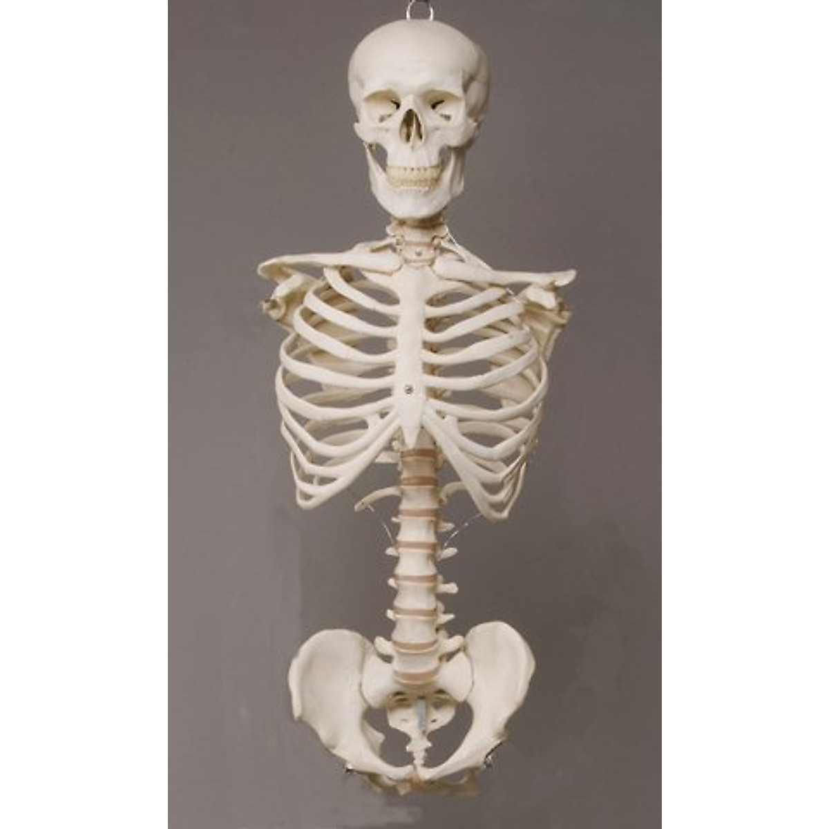 Skeleton Torso with Skull- Life-Size- 2nd Class