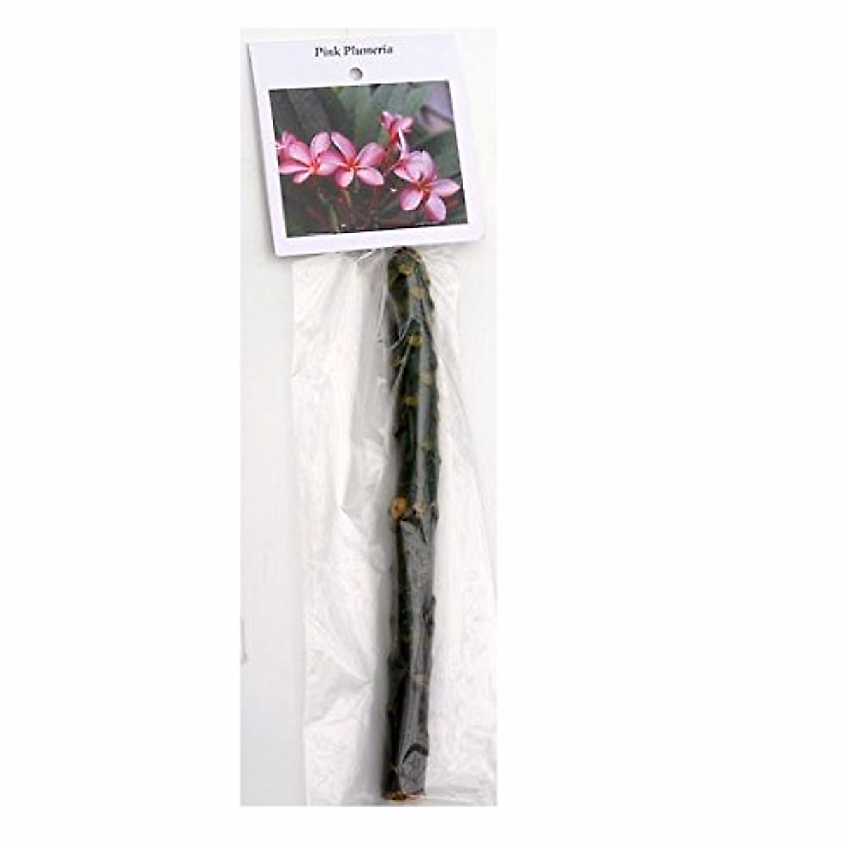 Hawaiian Pink Plumeria Frangipani 1 Cutting DL9