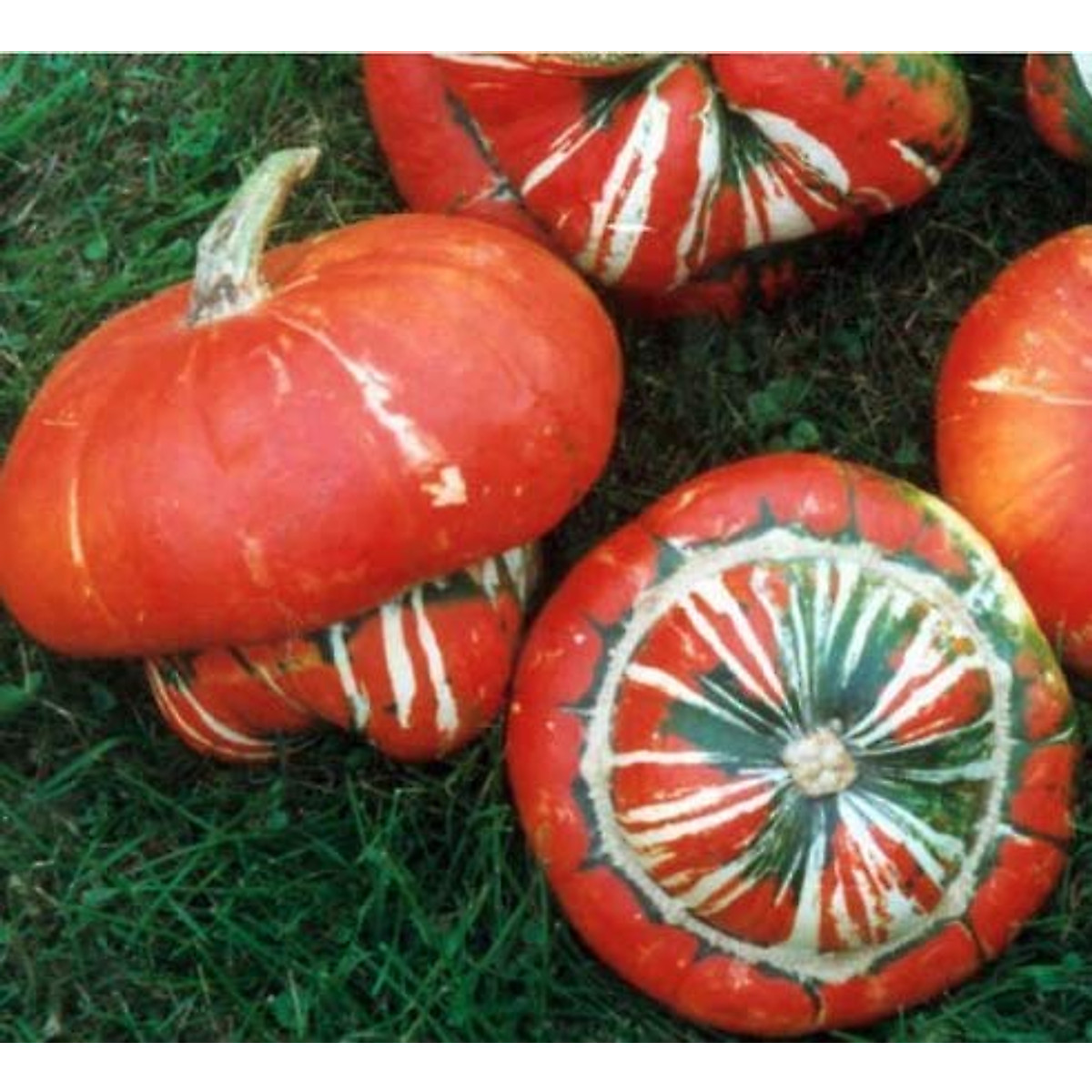 Turks Turban Gourd Squash Seeds for Planting, 25+ Heirloom Seeds Per Packet, (Isla's Garden Seeds), Non GMO Seeds, Botanical Name: Cucurbita Maxima 'Turban', Great Decoration or Gift