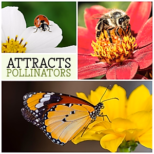 Seed Needs, Strawflower Seeds - 1,000 Heirloom Seeds for Planting Xerochrysum bracteatum - Mixture of Colorful Wildflowers to Attract Pollinators (1 Pack)