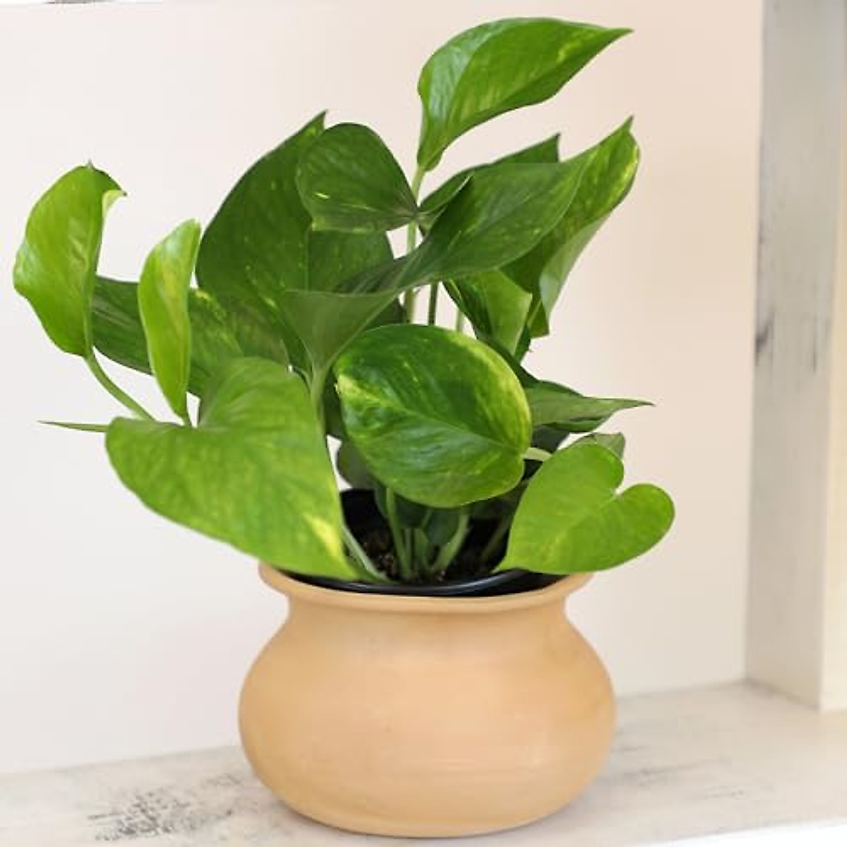 Altman Plants Golden Pothos Plant Live House Plant Live Plants, Trailing Plants Live Houseplants, Golden Pothos Live Plant Houseplant, Live Pothos Devils Ivy Live Plant Vine Money Plant Indoor Plants