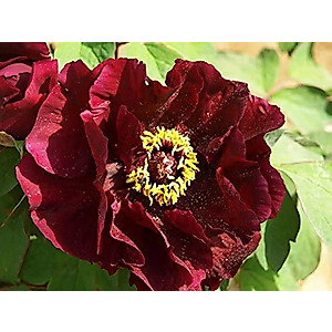 YUXUSUS Peony Flower Seeds-100pcs Chinese Peony Flower,Tree Peony,Paeonia Suffruticosa, Shrub Seeds for Garden Home Balcony Fences Yard Decoration Flowers Plants (Blue Peony Seeds)