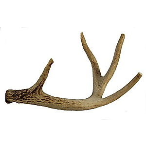 Big Dog Antler Chews - Whitetail Deer Antler Dog Chew, Medium, 8 Inches to 13 Inches Long, Natural, Healthy Long-Lasting Treat. for Medium to Large Size Dogs and Puppies! Happy Dog Guarantee!