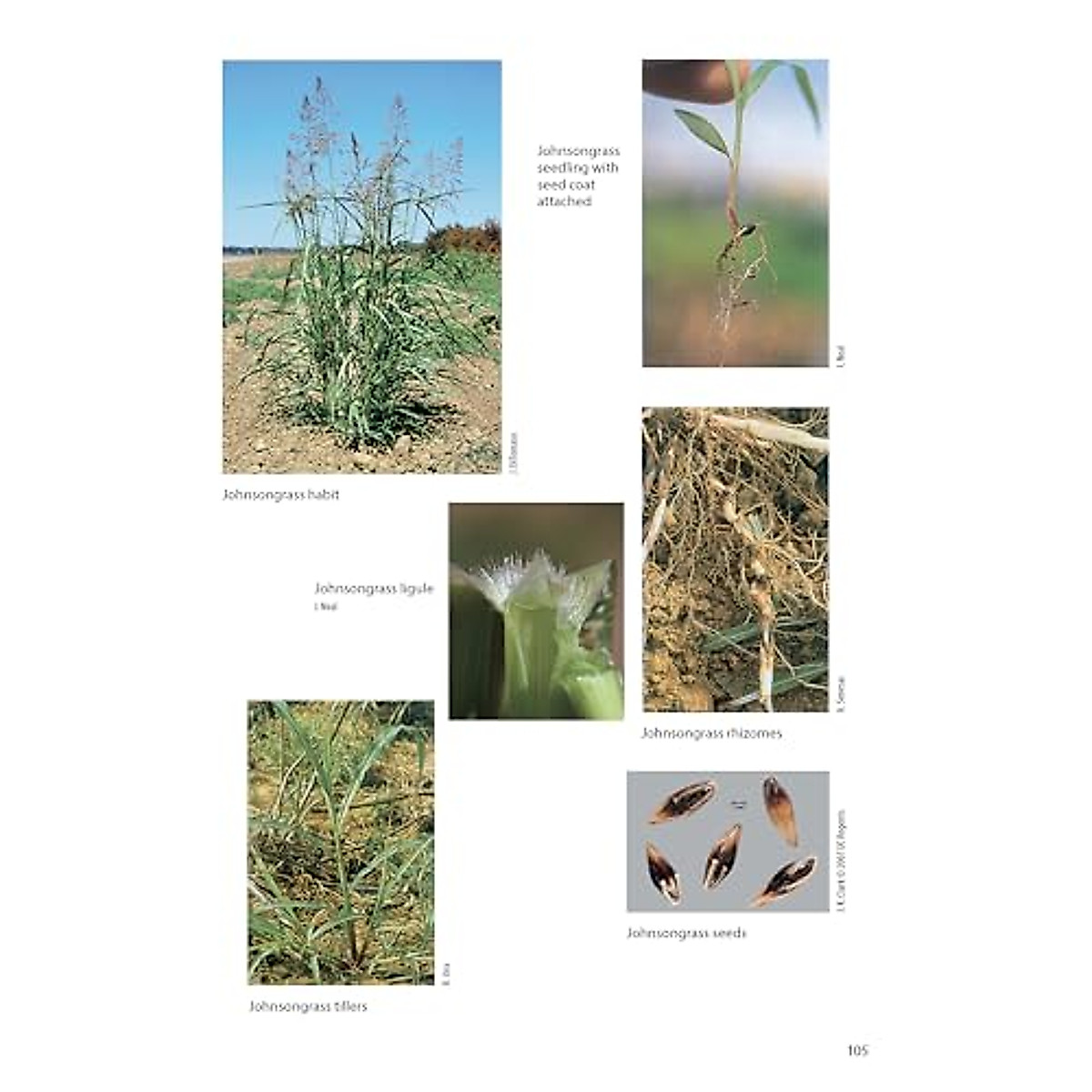 Weeds of the Northeast