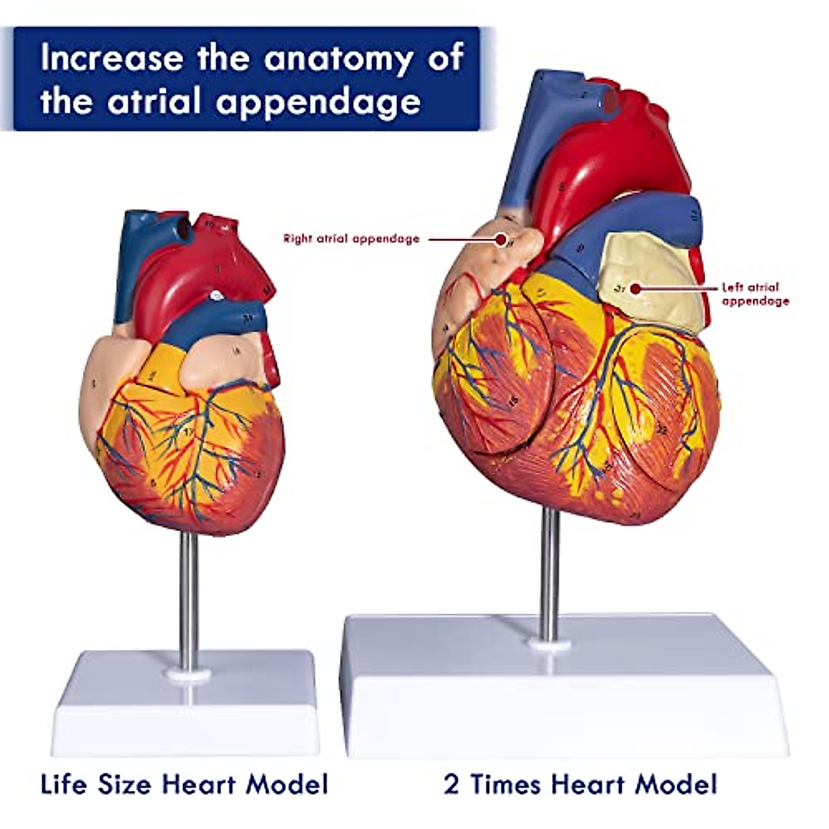LVCHEN 2X Enlarged Anatomical Heart Model - Human Heart Model with Rigth/Left Atrial Appendage Anatomical Model for Science Classroom and Cardiology Study