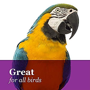 F.M. Brown's Tropical Carnival Natural Orange Slices Pet Bird Foraging Treat, 0.75-oz Bag - Sun-Ripened, USA Harvested, 100% Edible, Natural Vitamin C