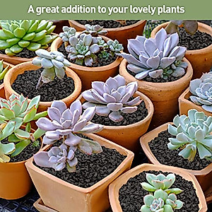 GASPRO 2.5lbs Lava Rocks for Plants, 1/5 Inch Black Gravel for Succulent, Cactus, Bonsai Tree, Pure Volcanic Rocks, Top-Dressing, Good Drainage