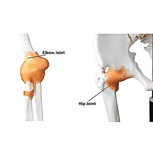 Vision Scientific VAS215-DC Medical Grade, Full Size Skeleton W Hand Painted Muscles & Ligaments | Thick Zip Dust Cover | Skeleton Wired for Natural Movement | Mounted on Roller Stand W Manual