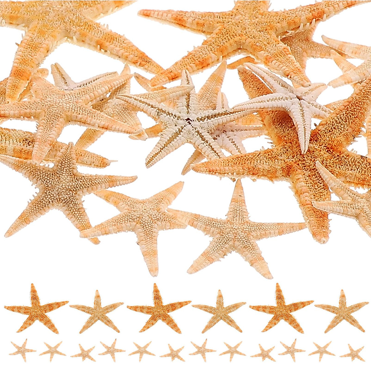 SEWACC 100pcs Ocean Beach Natural Seashells Sea Stars Nautical Fish Tank Aquarium Decor Table Scatter Vase Fillers for Christmas Tree Ornament Wedding