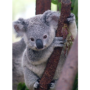 Home Comforts Koala Bear Trees Marsupial Australia Joey Animal Vivid Imagery Laminated Poster Print-20 Inch by 30 Inch Laminated Poster With Bright Colors And Vivid Imagery