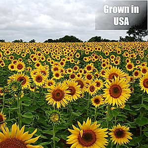 Old Potters Wildlife Black Oil Sunflower Seeds, 10 lbs for Birds and Wildlife, USA Grown Non-GMO, 10 Pounds