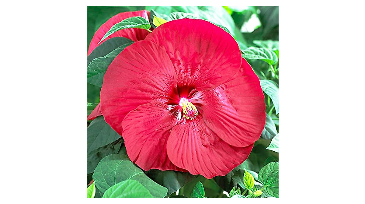 Grow Red Swamp Hibiscus Seeds - Hardy Perennial & Pollinator