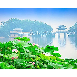 30PCS Bonsai Lotus Seeds for Planting, Water Lily Flower, Non-GMO Home Garden Plant Seeds, Flowering Aquatic Bonsai Plant, No Experience Required