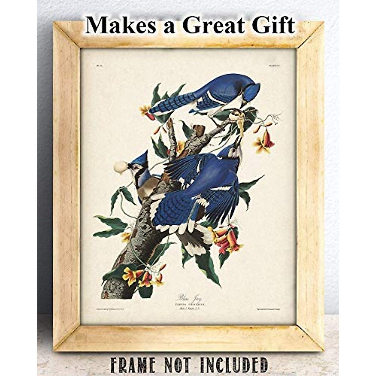 Blue Jays - 11x14 Unframed Art Print - Great Home Decor and a Great Gift for Bird Watchers Under $15