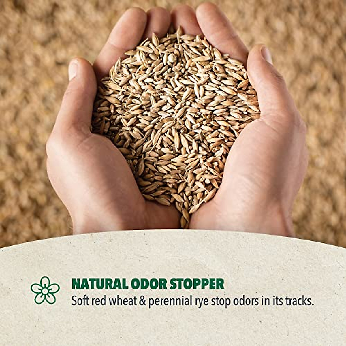 Boxiecat Eco Farm to Box Ultra Sustainable Cat Litter -Scent Free- 16.5 lb- Lightweight, Plant-based Premium Clumping Formula- All Natural Odor Control, Stays Ultra Clean