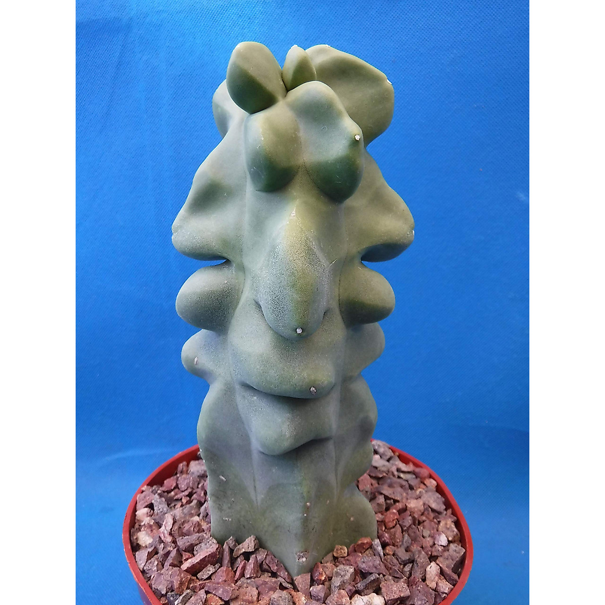 Tucson Tools Redeo 6" to 12" Tall Totem Pole Cactus (Shipped Bare Root-NO Pot!) Spineless! Very Unusual!