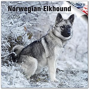 2023 2024 Norwegian Elkhound Calendar - Dog Breed Monthly Wall Calendar - 12 x 24 Open - Thick No-Bleed Paper - Giftable - Academic Teacher's Planner Calendar Organizing & Planning - Made in USA