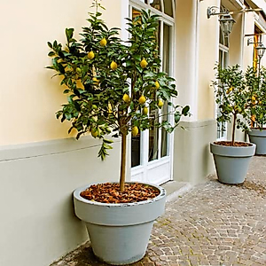 CHUXAY GARDEN 10 Seeds Citrus Limon 'Meyer',Dwarf Lemon,Valley Lemon,Meyers Lemon Hybridize Sweet Fruit Gardening Gifts Non-GMO Green Organic Low-Maintenance