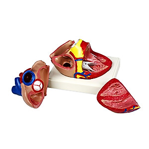 Parco Scientific PB00070 Human Heart Model | 3 Parts, 3X Life Size | Shows External and Internal Anatomy Detail with Ventricles, Atria, Valves, Veins and Aorta | Labelled Diagram Included