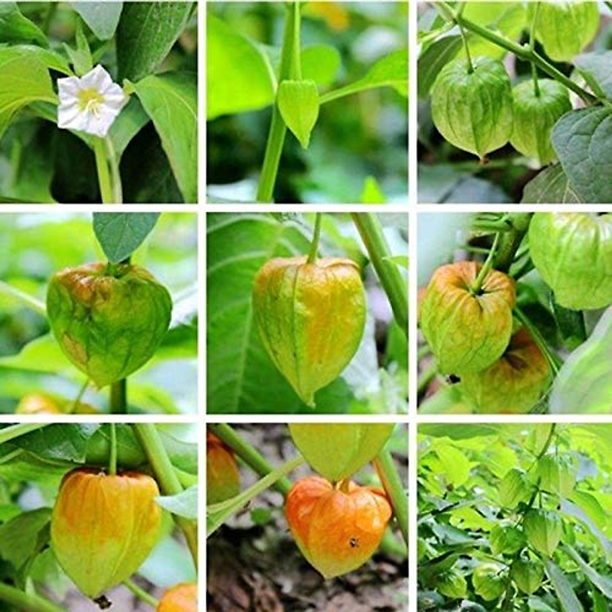 Cape Gooseberry Ground Cherry Seeds - Hundreds of Fruit on Each Plant. (100 - Seeds)