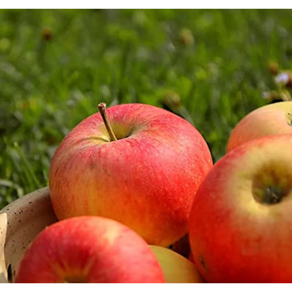 100+ Apple Seeds for Planting