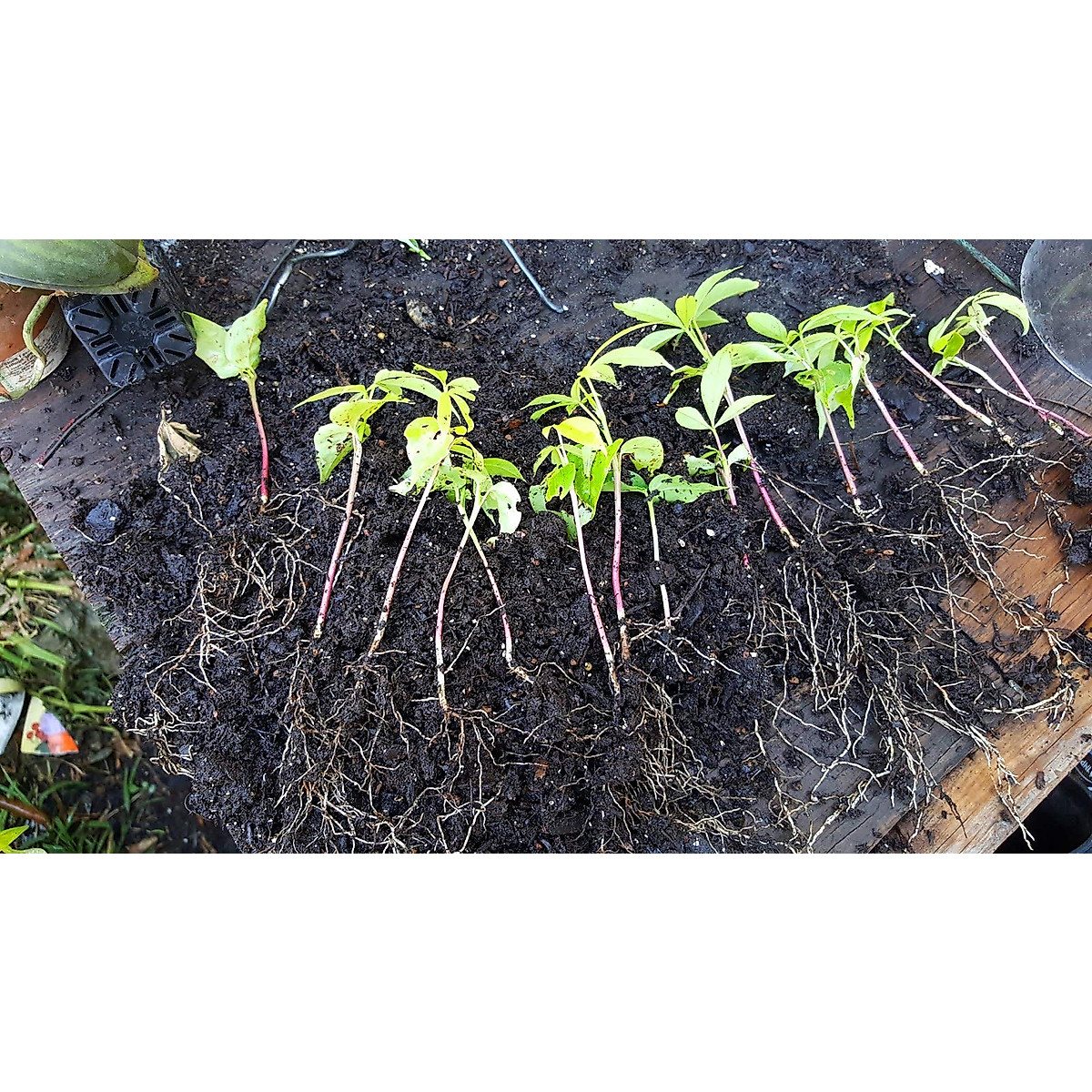 1112B-Sapphire Berry (Symplocos paniculata) Seeds by Robsrareandgiantseeds UPC0764425787099 Non-GMO,Organic,USA Grower, Bonsai, 1112-B Package of 25 Seeds