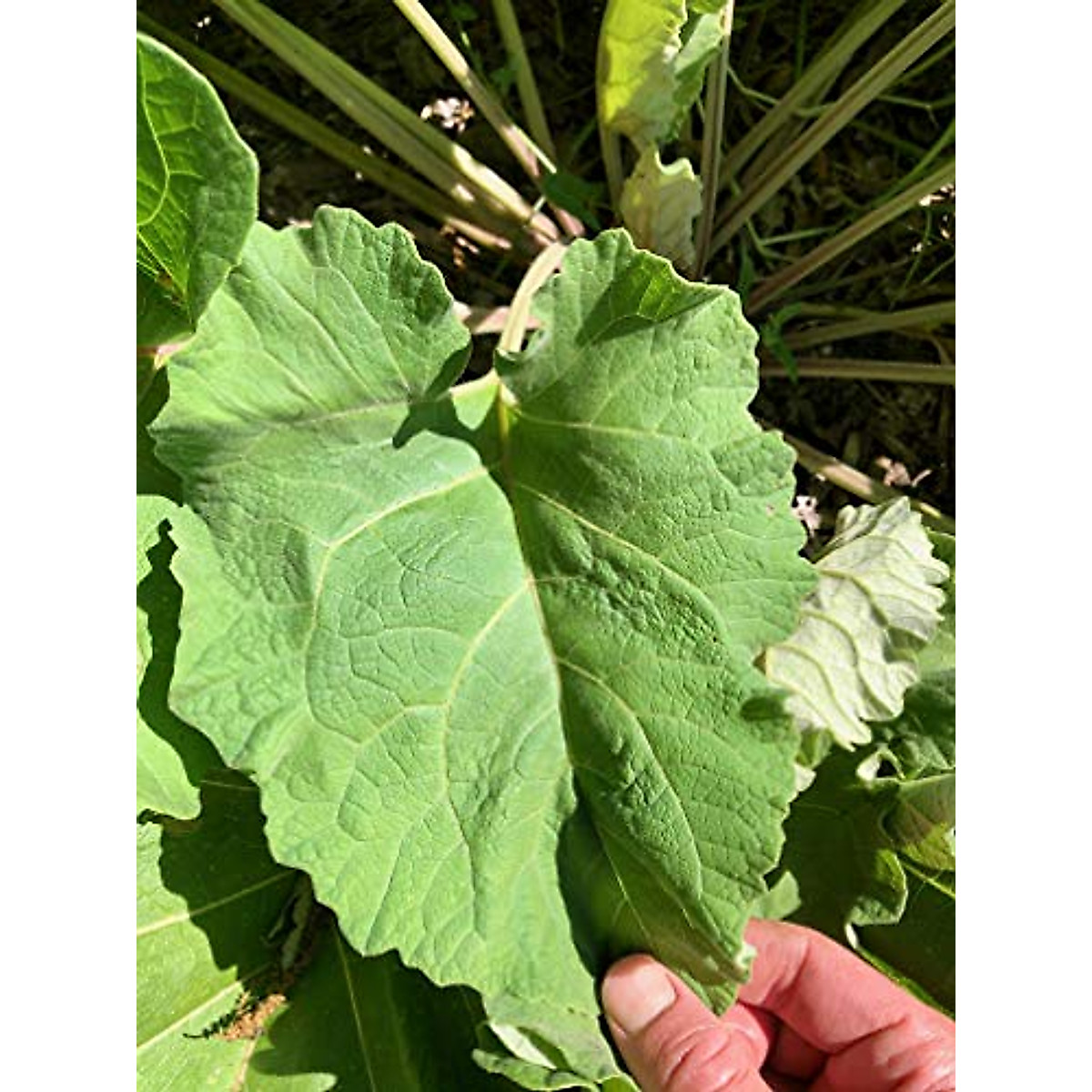 Burdock Root Seeds - Pack of 50, Certified Organic, Non-GMO, Open Pollinated, Untreated Vegetable Seeds for Planting – from USA