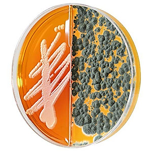 Derm-Duet, RSM/DTM, Rapid Sporulation Medium/Dermatophyte Test Medium, 15x100mm Biplate, Order by The Package of 10, by Hardy Diagnostics
