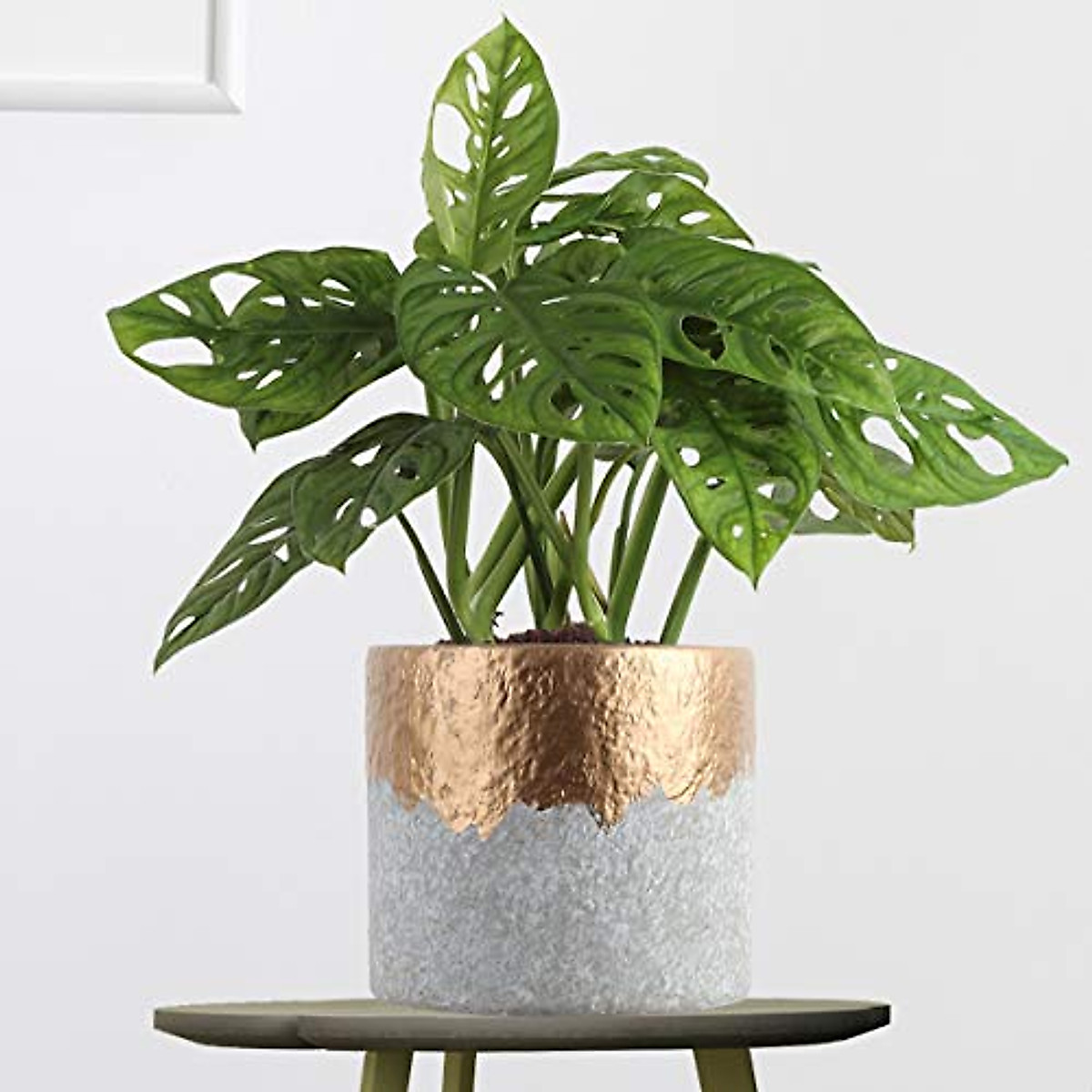 Costa Farms Monstera Plant, Little Swiss Cheese Live Indoor Plant, Trending Tropicals, 12-Inch Tall in White Decor Pot, Unique Leaves Room Decor Cool Boho Decor Farmhouse Decor, House Warming Gift