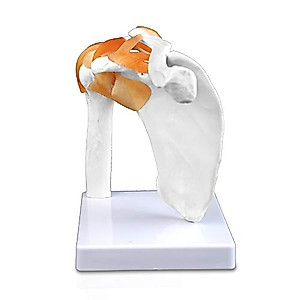Vision Scientific VAJ227 Classic Functional Shoulder Joint Model, Articulated with Flexible Ligaments. Features Clavicle, Humerus and Scapula
