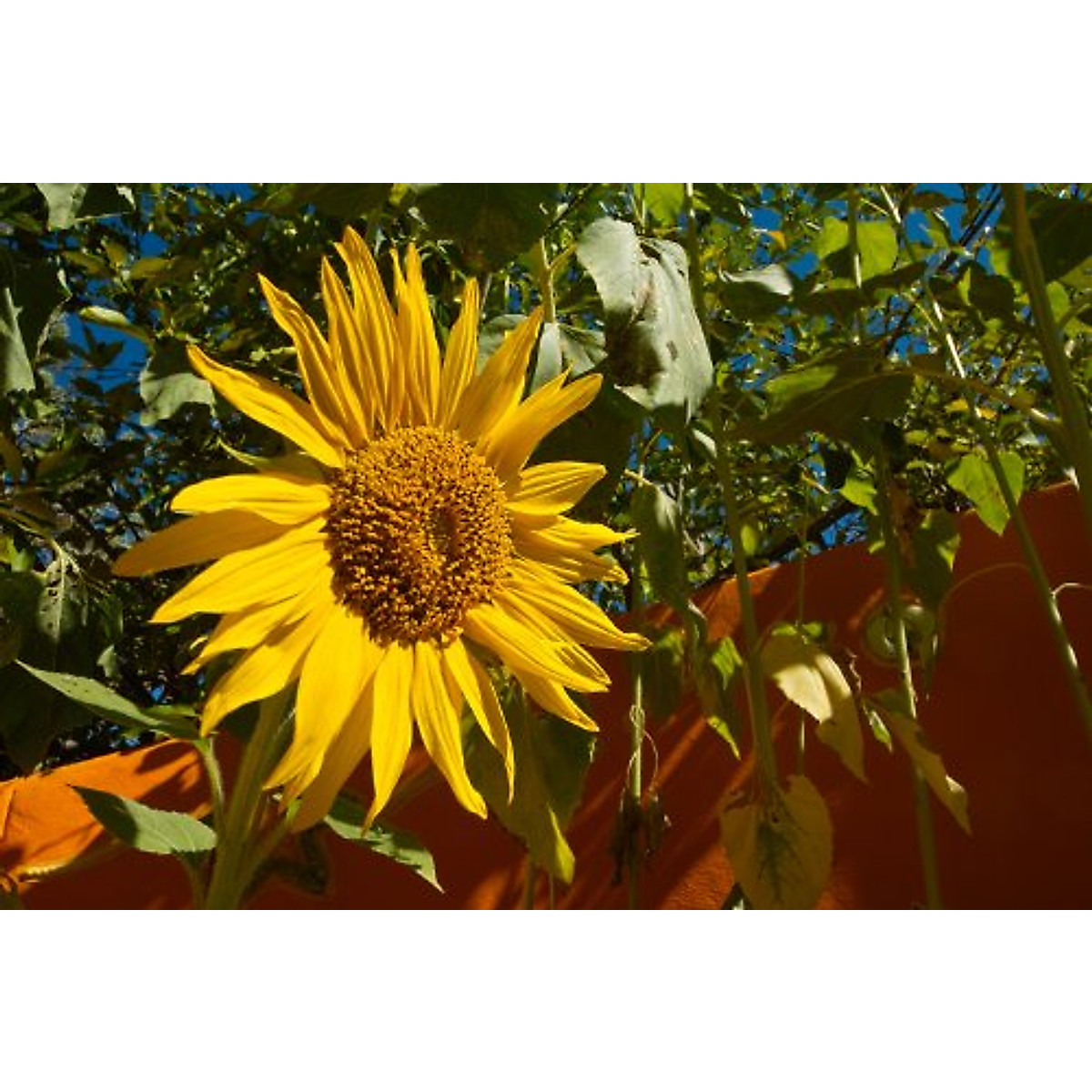 Sigma SD15 14MP X3 FOVEON CMOS Digital SLR with 3.0 inch LCD